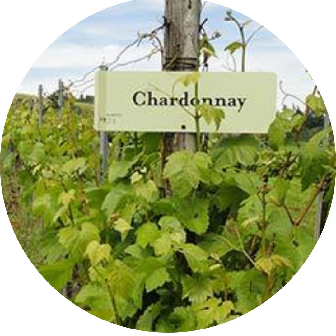 Chardonnay Archives - Glennies Kosher Bottle Store in Glenhazel ...